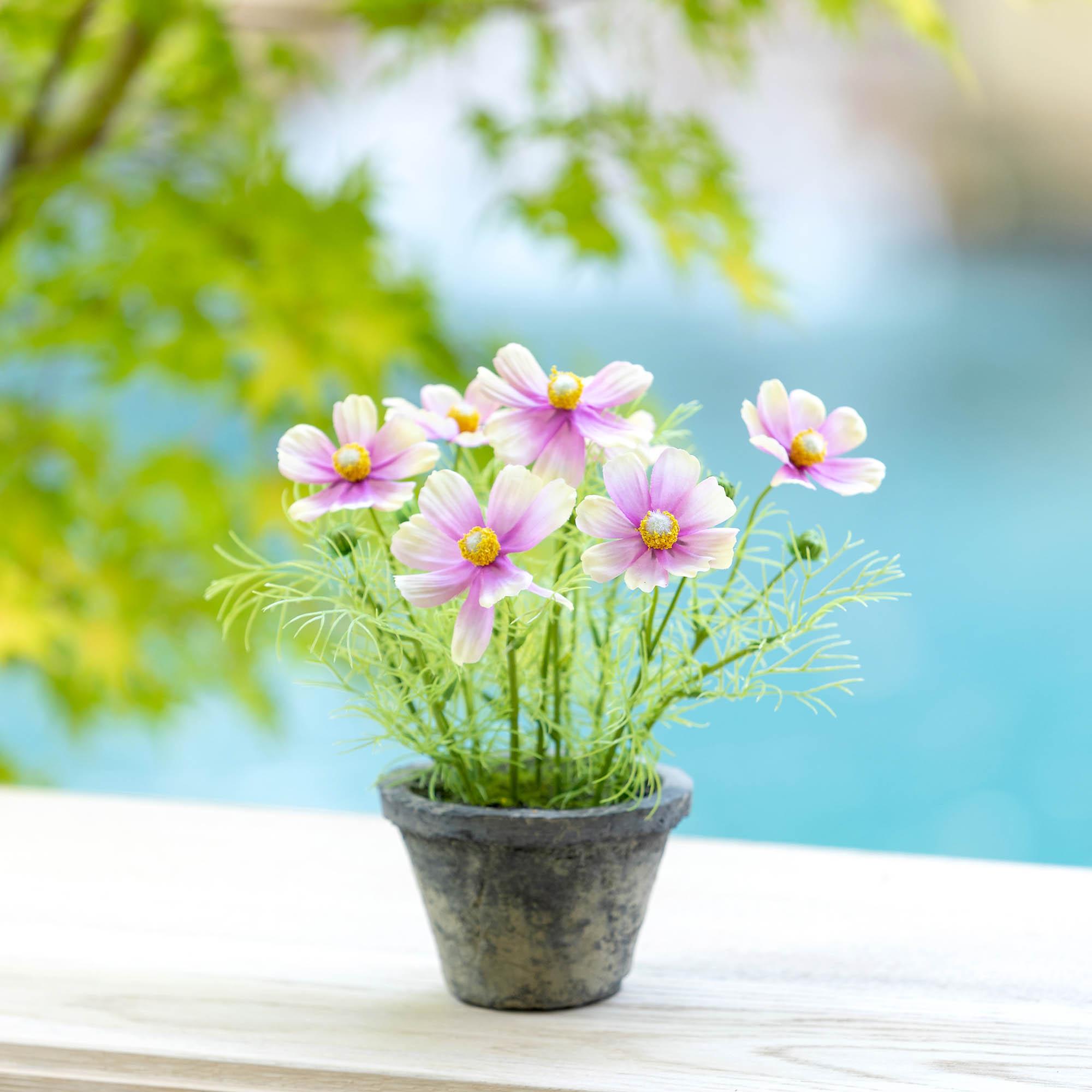 Dwarf Cosmos In Pots Cosmos In Pots How To Care For Cosmos Flowers ...